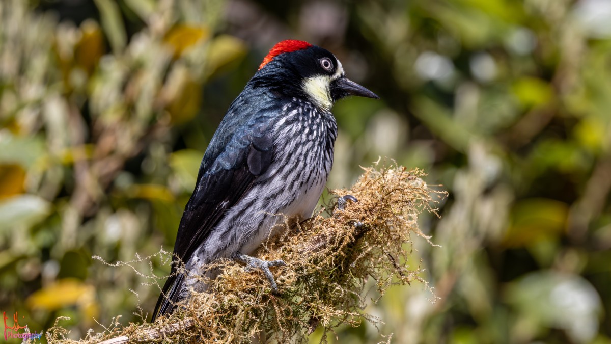 ACORN WOODPECKER – Pura Vida Birds and Birding – Reflections of the ...