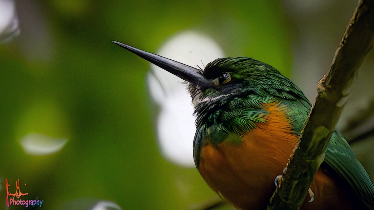 RUFOUS-TAILED JACAMAR – Pura Vida Birds and Birding – Reflections of ...