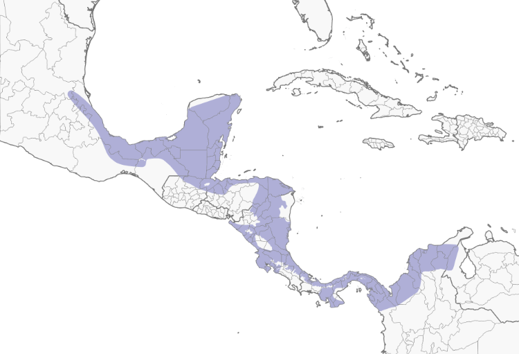 KEEL-BILLED TOUCAN – Pura Vida Birds and Birding – Reflections of the ...