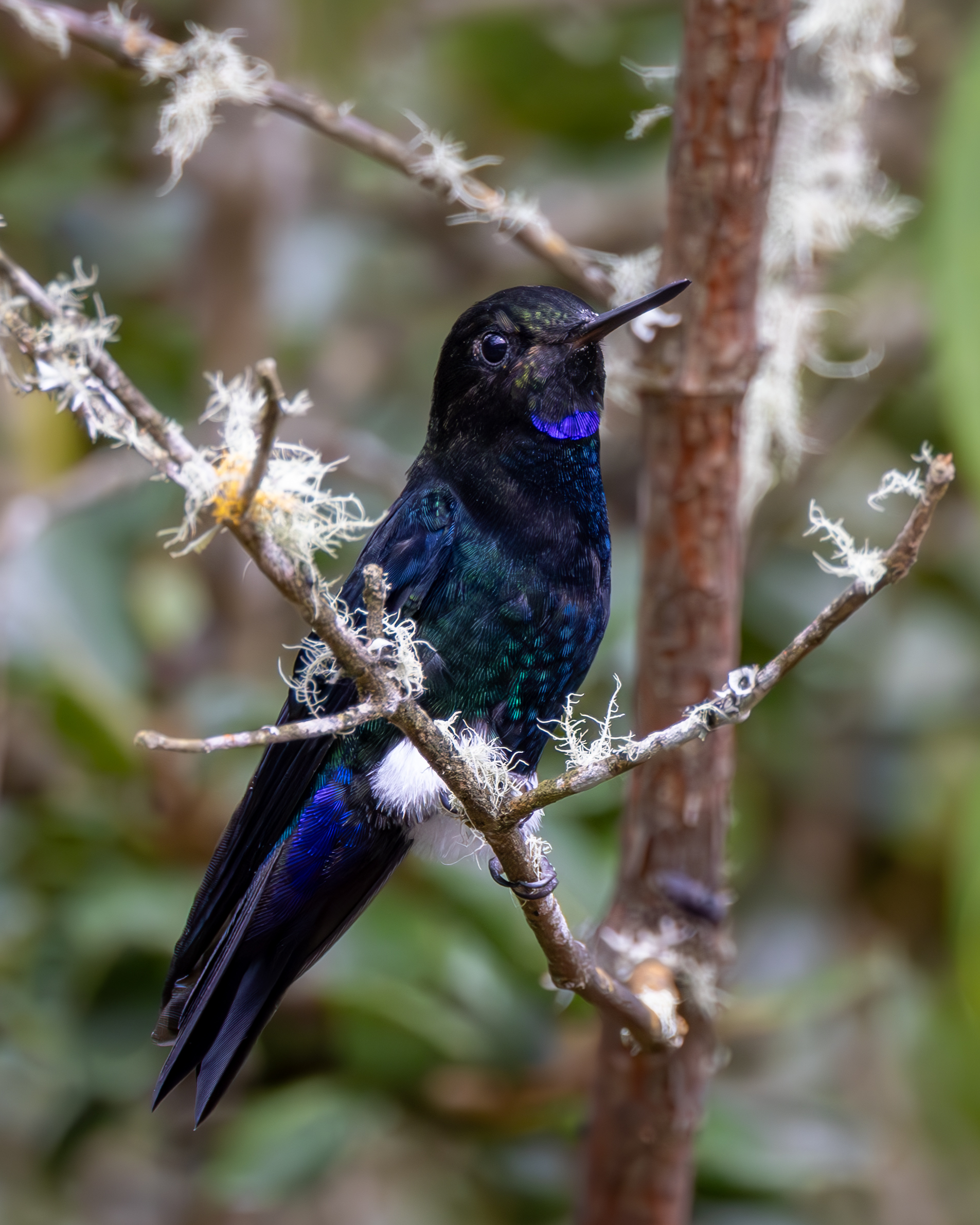 Encountering the Endangered Black-breasted Puffleg in Ecuador