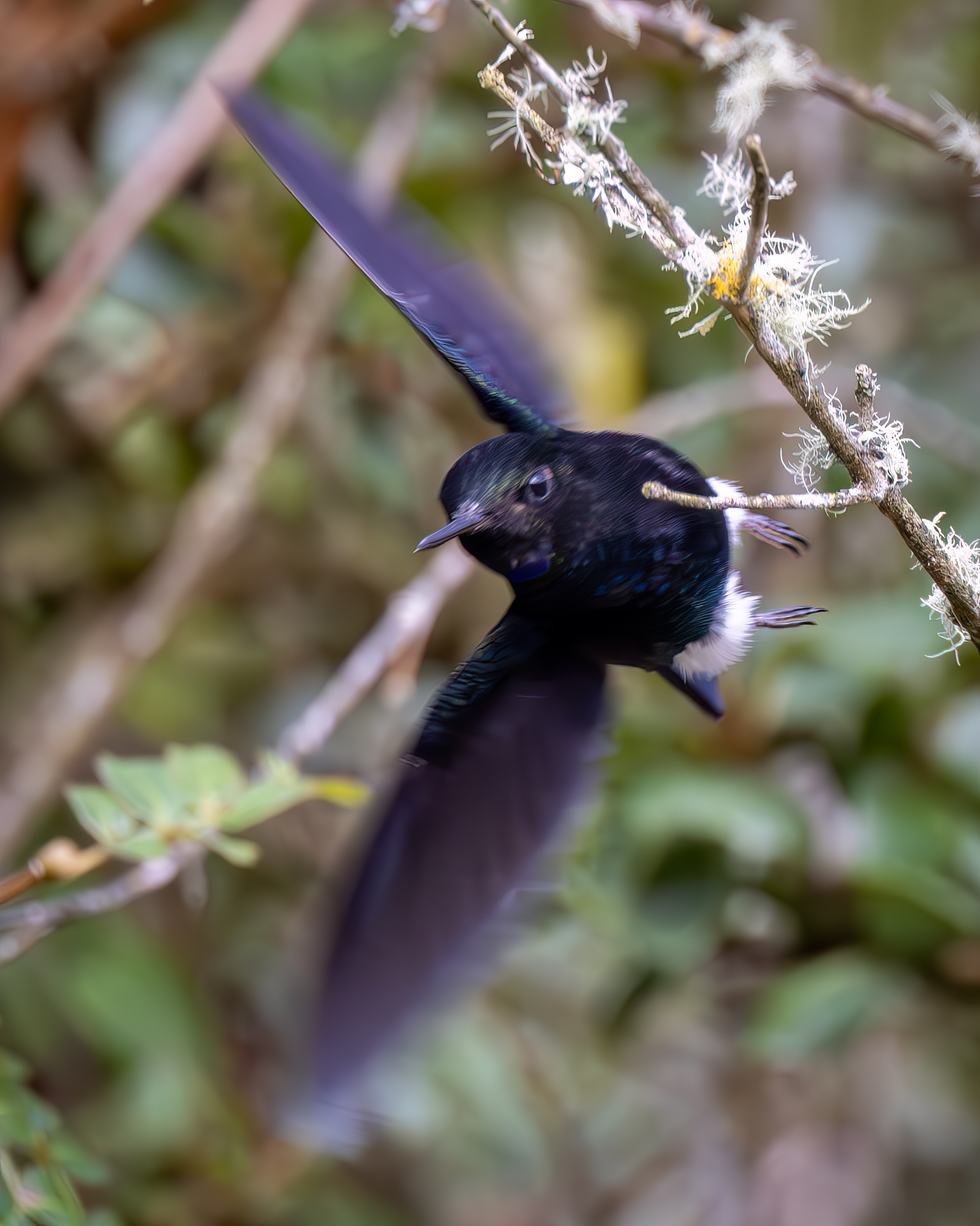 Encountering the Endangered Black-breasted Puffleg in Ecuador