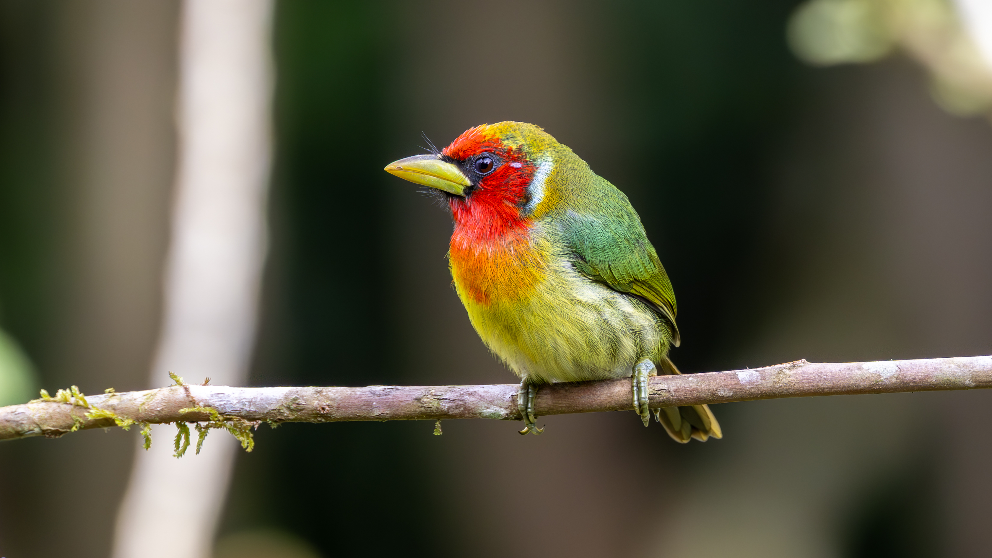 EB13 – When Color Takes Center Stage: Male and Female Red-headed ...